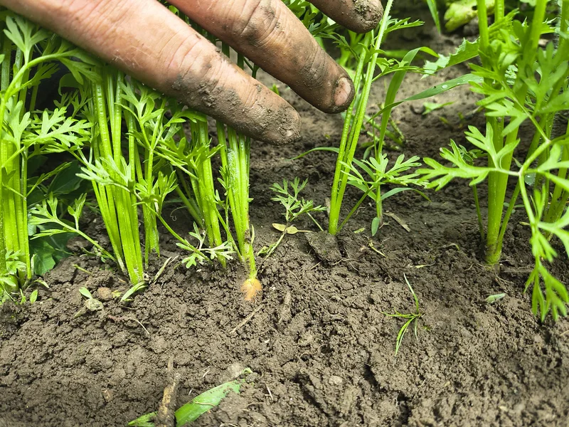 June 18th - Scoped Experimentation and Tacit Approval | Paul @ Farm