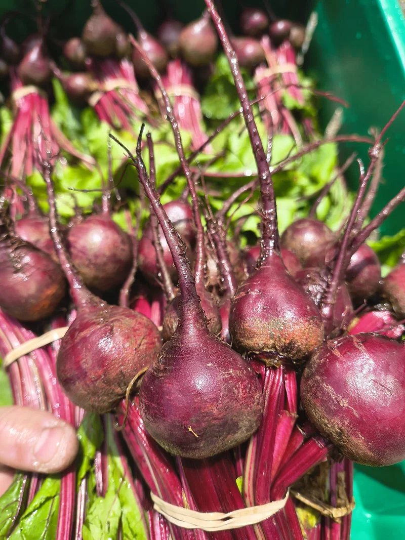 July 7th - How to Beet the Heat with the Best of Them | Paul @ Farm